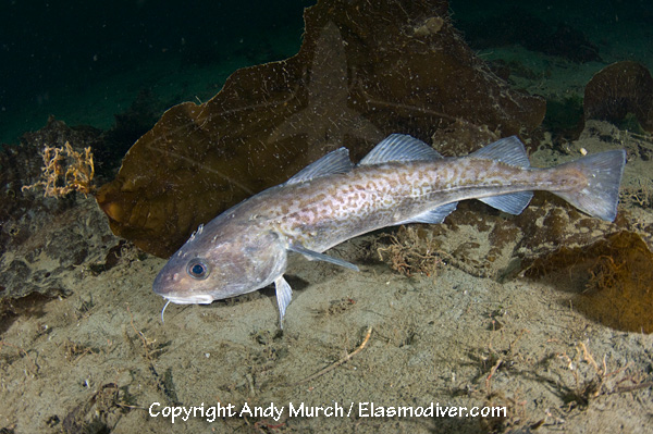 Pacific Cod Pictures - images of Gadus macrocephalus